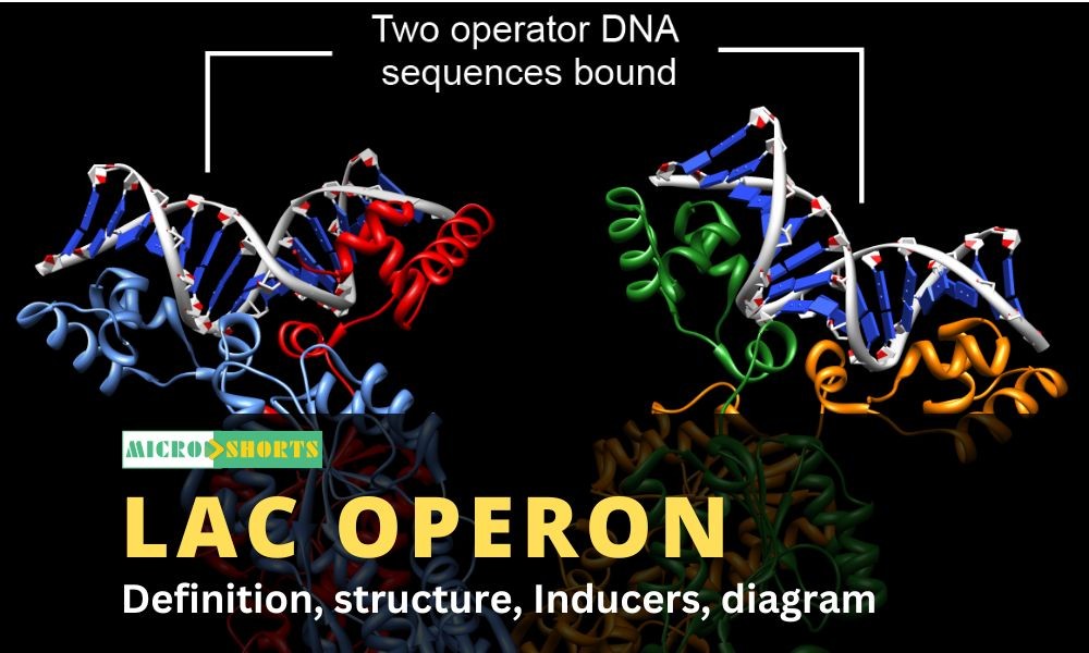 Lac operon- Definition, structure, Inducers, diagram Lac operon- Definition, structure, Inducers, diagram