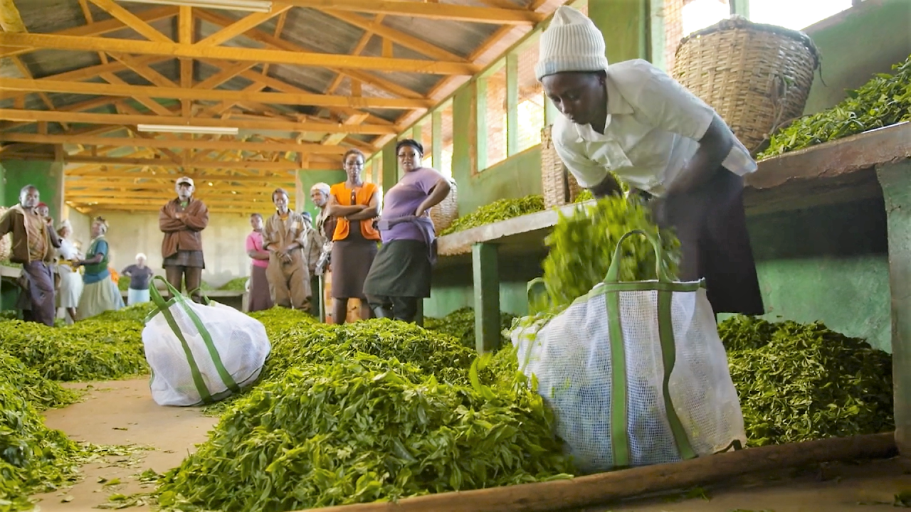 Into Africa – Part 1: Unleashing the Potential of African Agriculture Into Africa – Part 1: Unleashing the Potential of African Agriculture