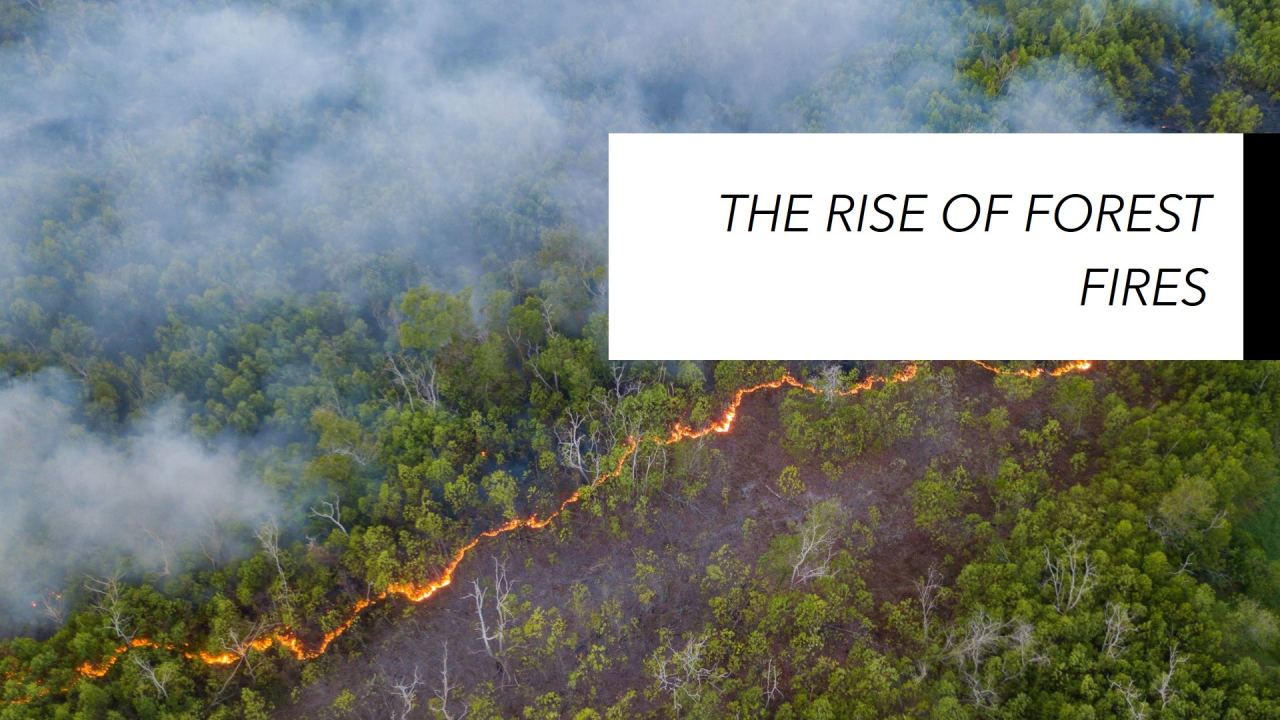 Understanding the Surge in Forest Fires: Causes and Contributions Understanding the Surge in Forest Fires: Causes and Contributions