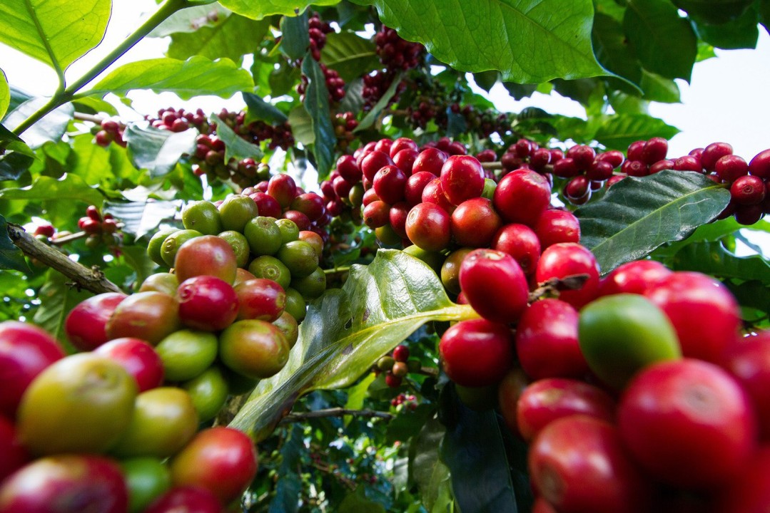 The Coffee Exchange in Kenya: Navigating Regulations and Opportunities The Coffee Exchange in Kenya: Navigating Regulations and Opportunities