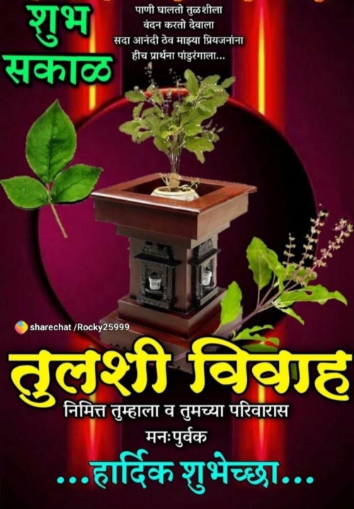 Tulsi Vivah: Kartik Shukla Dwadashi today Tulsi Vivah: Kartik Shukla Dwadashi today