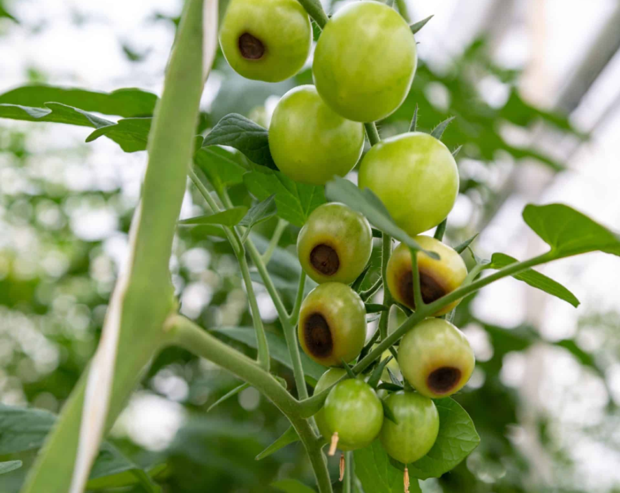CROPS MANAGEMENT. CROPS MANAGEMENT.