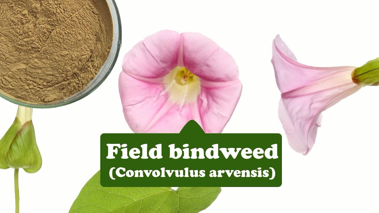 Convolvulus Arvensis Extract /Field Bindweed Extract Benefits,Buy ... Convolvulus Arvensis Extract /Field Bindweed Extract Benefits,Buy ...