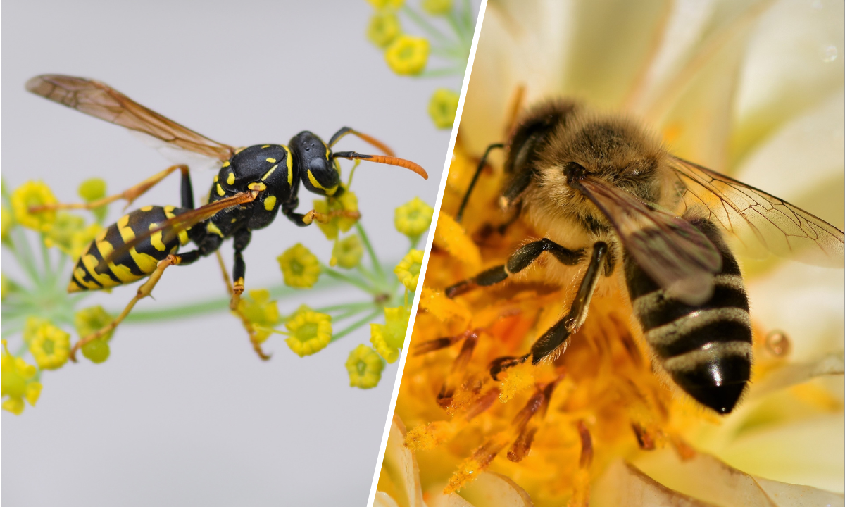 Las diferencias entre las avispas y las abejas Las diferencias entre las avispas y las abejas