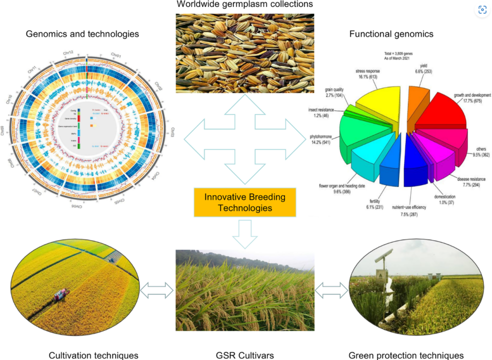 Revolutionizing Agriculture: The Promise of GSR (Green Super Rice) Revolutionizing Agriculture: The Promise of GSR (Green Super Rice)