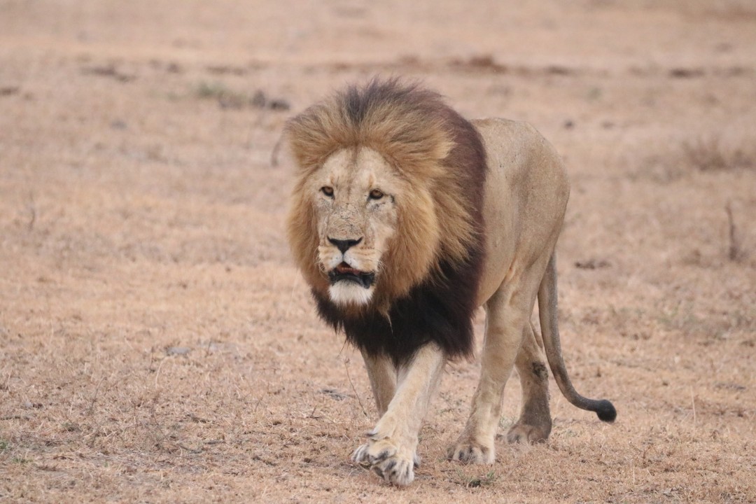 What Sales Leaders Can Learn From Nature's Extraordinary Creatures ... What Sales Leaders Can Learn From Nature's Extraordinary Creatures ...