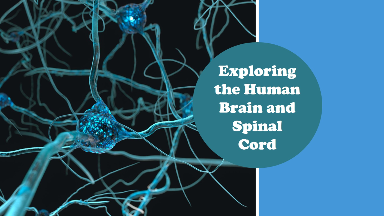 Title: Resting-State Brain and Spinal Cord Networks in Humans Title: Resting-State Brain and Spinal Cord Networks in Humans