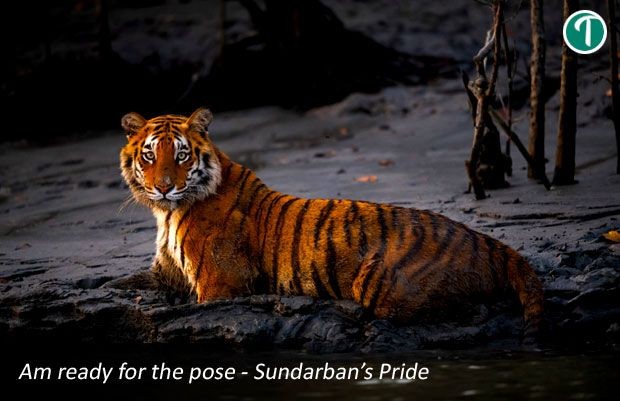 Sundarban National Park: The Enigmatic Mangrove Ecosystem Sundarban National Park: The Enigmatic Mangrove Ecosystem
