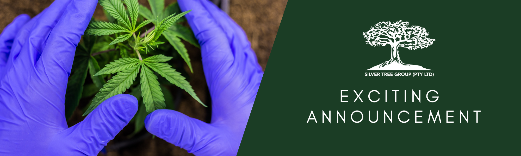 Silver Tree Group Granted Cannabis Production License by SAHPRA Silver Tree Group Granted Cannabis Production License by SAHPRA