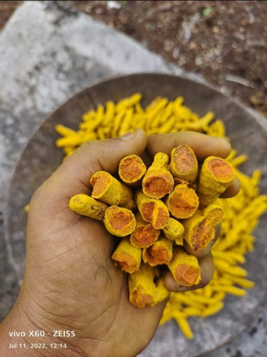 Organic Turmeric Finger Organic Turmeric Finger