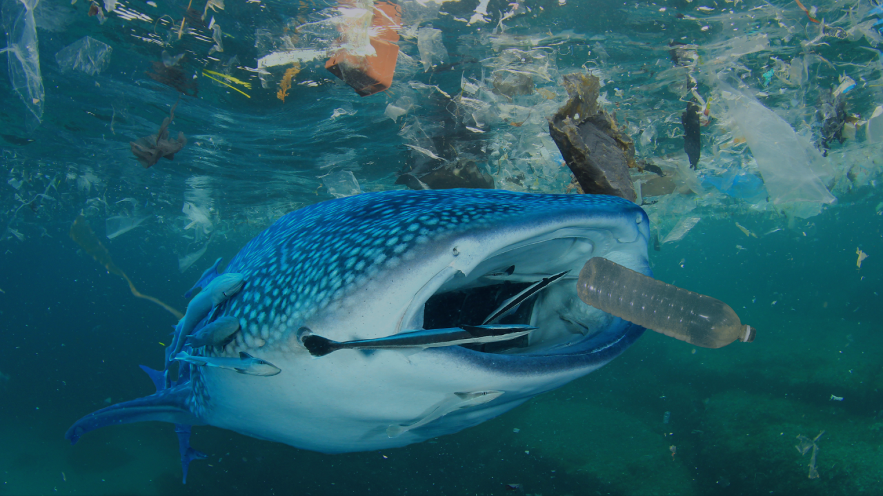Global Plastics Treaty Negotiations to Save Our Ocean Global Plastics Treaty Negotiations to Save Our Ocean
