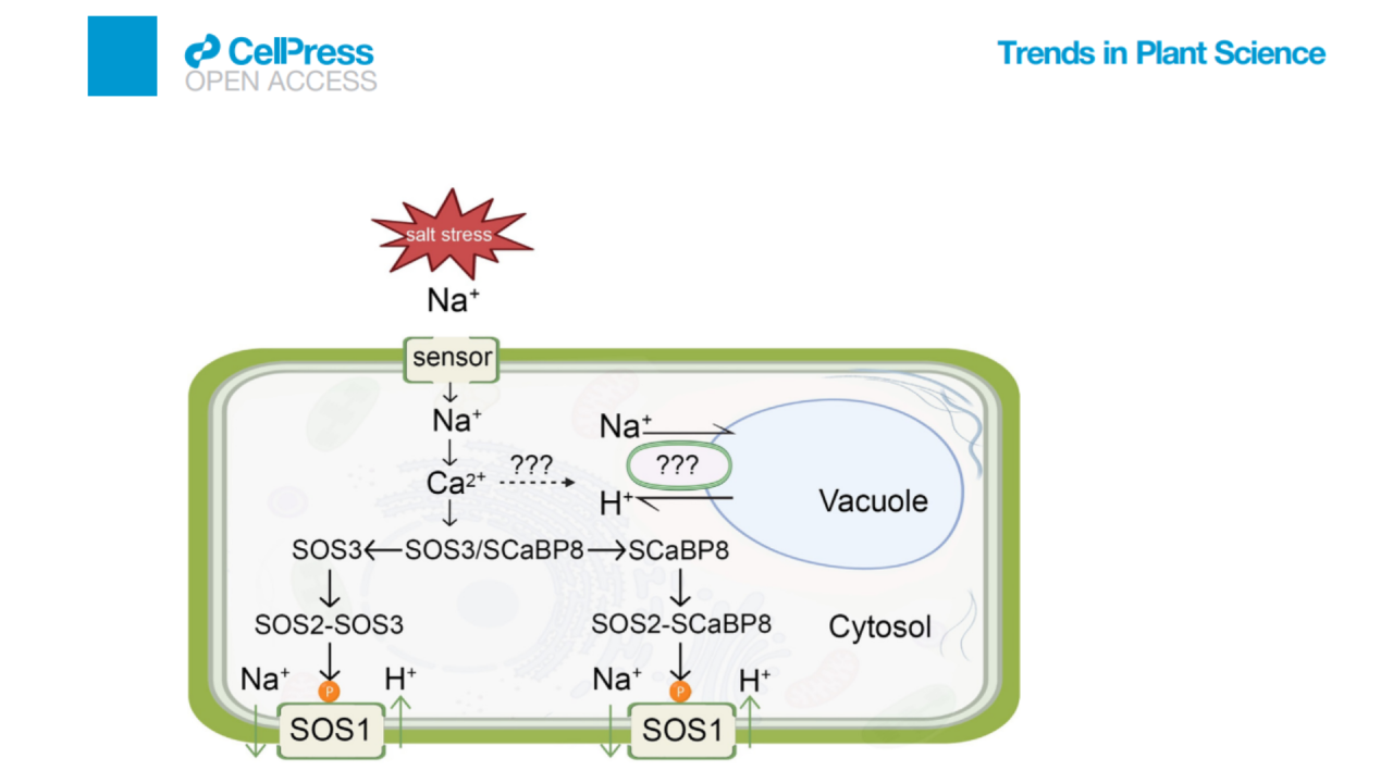 Revisiting plant salt tolerance: novel components of the SOS pathway Revisiting plant salt tolerance: novel components of the SOS pathway