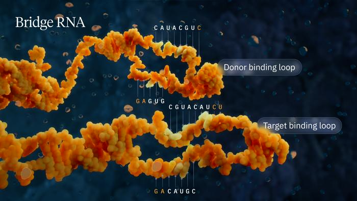 Unveiling Bridge RNA: The Next Frontier in Gene Editing Unveiling Bridge RNA: The Next Frontier in Gene Editing