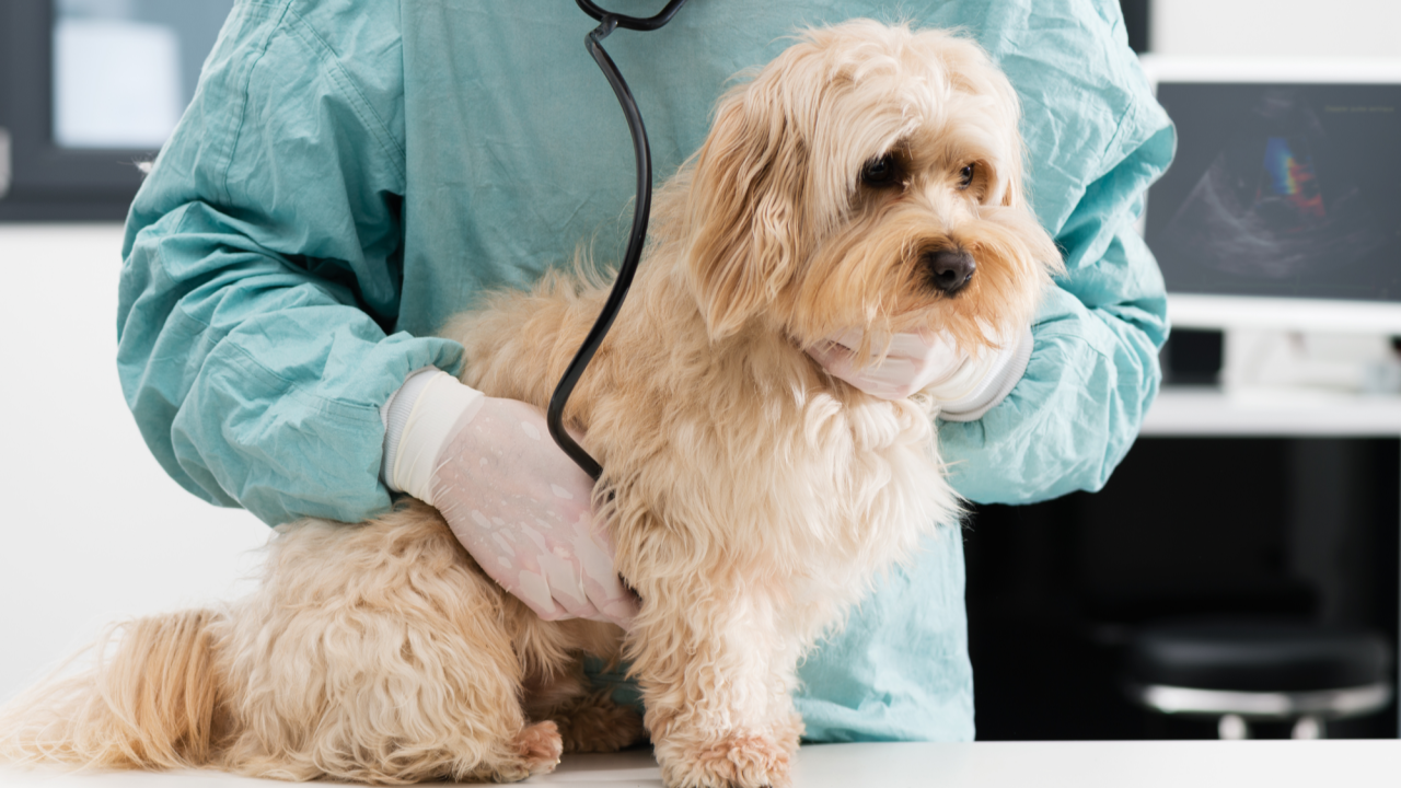 Veterinary Diagnostics Market Expected to reach USD 19.41 Billion by ... Veterinary Diagnostics Market Expected to reach USD 19.41 Billion by ...