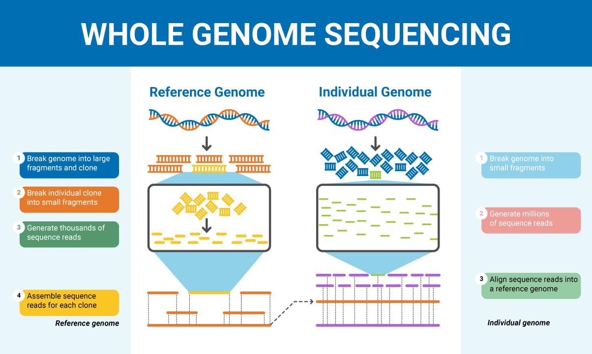 GENOME SEQUENCING. GENOME SEQUENCING.