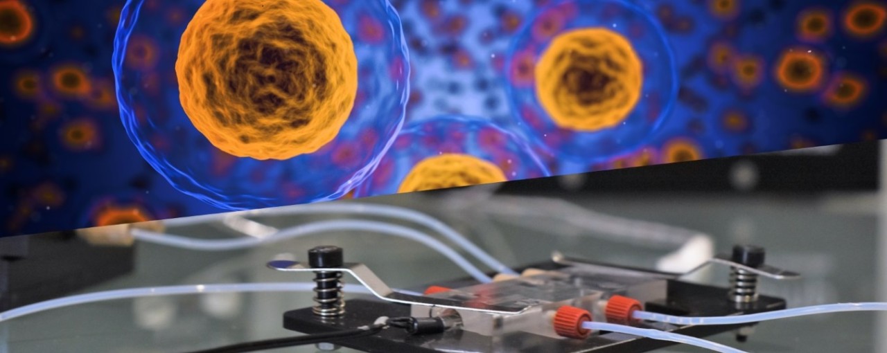 Perfusion Systems Market: Catalyzing Advancements in Biomedical Exploration Perfusion Systems Market: Catalyzing Advancements in Biomedical Exploration
