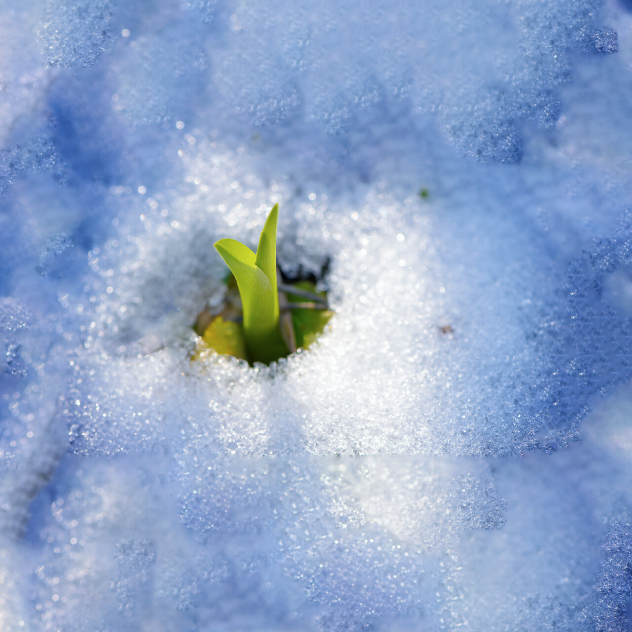 Verdesian Life Sciences on LinkedIn: SEED+GRAPHITE - Nutritional Seed ... Verdesian Life Sciences on LinkedIn: SEED+GRAPHITE - Nutritional Seed ...