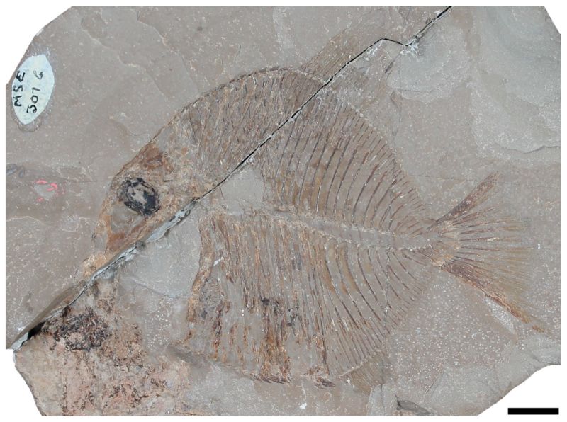 Diversity MDPI on LinkedIn: #article #paleontology #fossilrecord # ... Diversity MDPI on LinkedIn: #article #paleontology #fossilrecord # ...