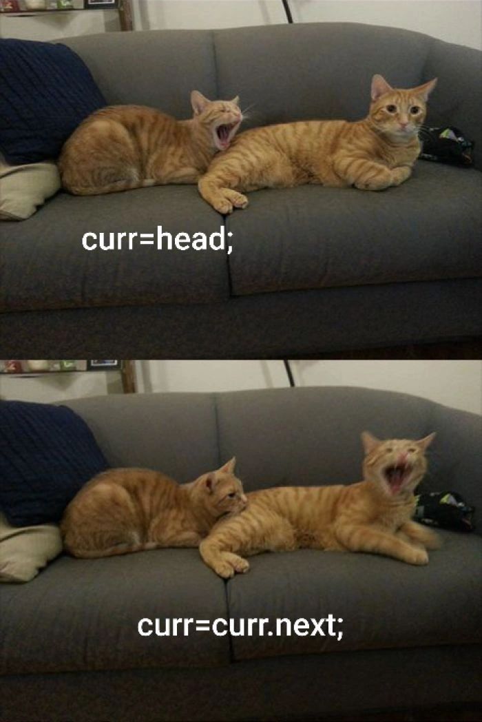 Fazil Mohammed on LinkedIn: DSA Kitties 😺 😂 Fazil Mohammed on LinkedIn: DSA Kitties 😺 😂