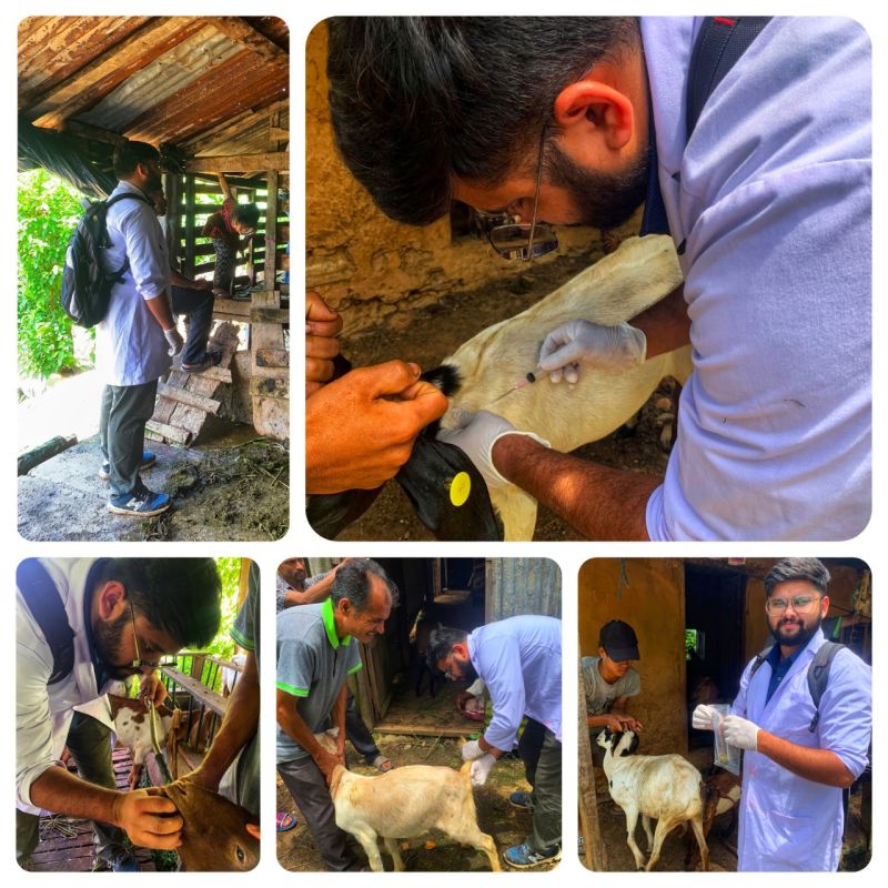 Dr. Chiran Krishna Tiwari on LinkedIn: #internship #research #goats # ... Dr. Chiran Krishna Tiwari on LinkedIn: #internship #research #goats # ...