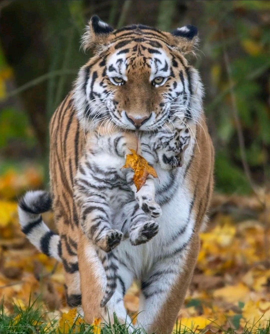 Paritosh Chowdhury on LinkedIn: #tiger #animalwelfare Paritosh Chowdhury on LinkedIn: #tiger #animalwelfare