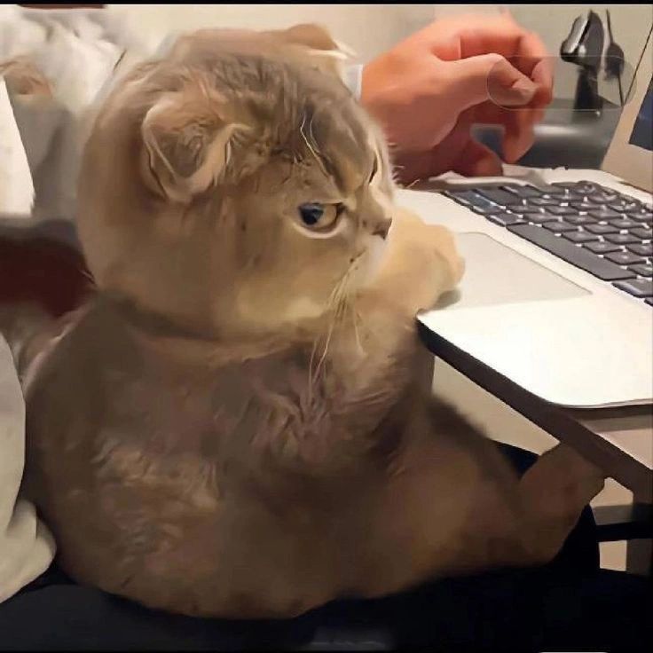 Ayush Roy on LinkedIn: 😾⌨️🖥️🖱️ Ayush Roy on LinkedIn: 😾⌨️🖥️🖱️