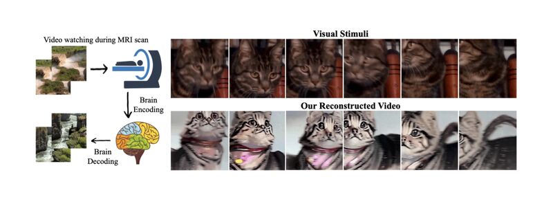Sahar Mor on LinkedIn: Turning brain scans into videos - researchers ... Sahar Mor on LinkedIn: Turning brain scans into videos - researchers ...