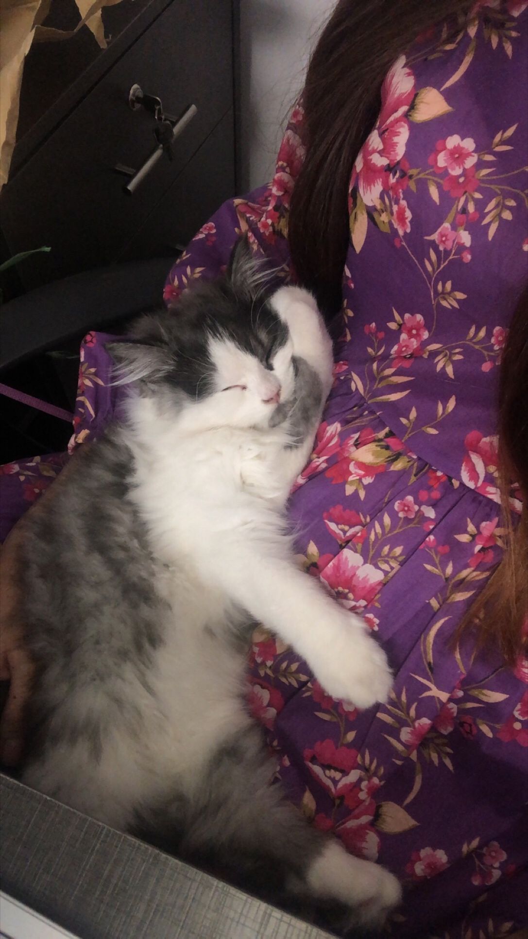 Aleena Mirza on LinkedIn: #cats #workplace #pets #humansupport #persian ... Aleena Mirza on LinkedIn: #cats #workplace #pets #humansupport #persian ...