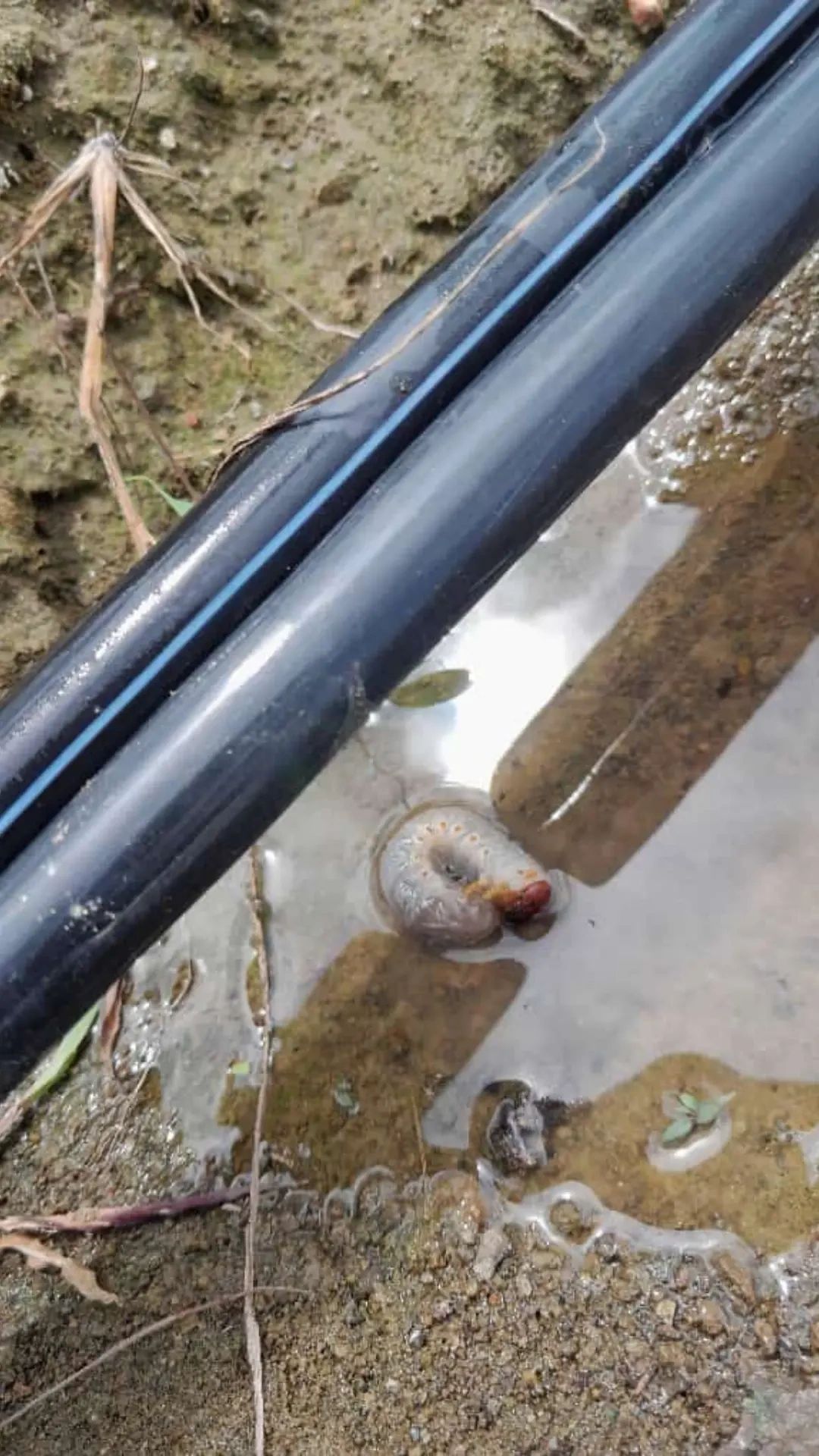 Yashraj Singh chouhan on LinkedIn: soil injection of cypermethrin ... Yashraj Singh chouhan on LinkedIn: soil injection of cypermethrin ...