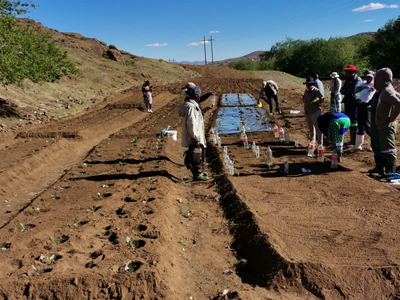 Tumelo Manyeli on LinkedIn: Farmer Field School (FFS) is one of the ... Tumelo Manyeli on LinkedIn: Farmer Field School (FFS) is one of the ...