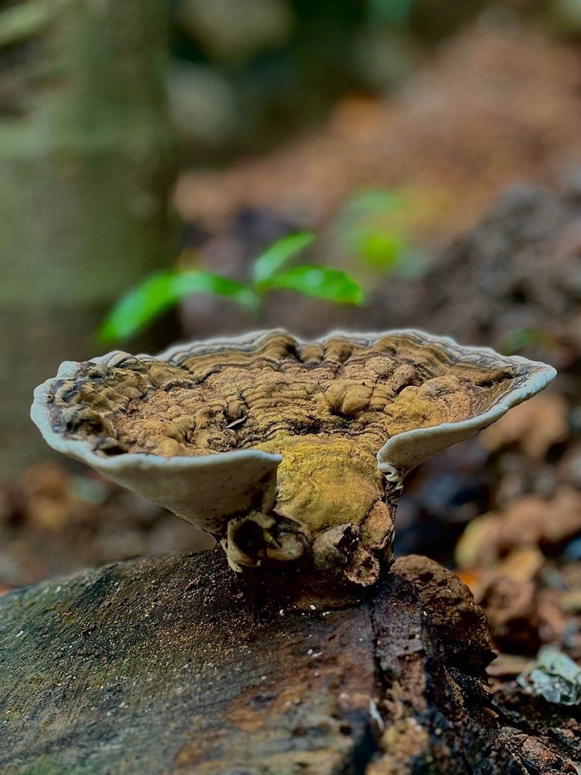 sreekanth r s on LinkedIn: Nature🍄 sreekanth r s on LinkedIn: Nature🍄
