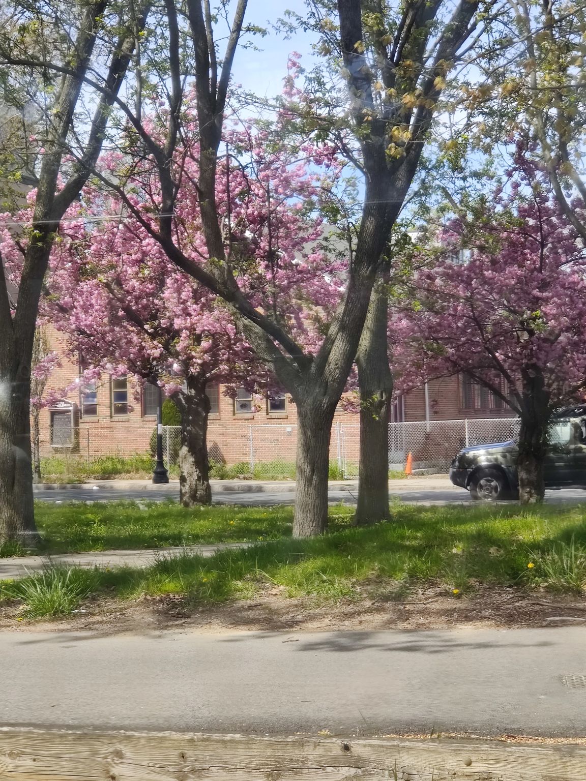 Neel Mittal on LinkedIn: Cherry blossom in Boston🌸 Neel Mittal on LinkedIn: Cherry blossom in Boston🌸