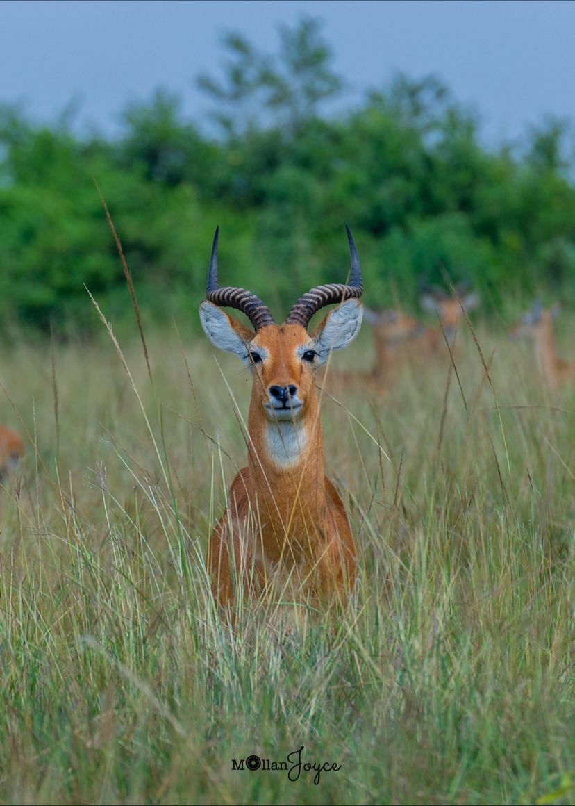 Joyce Mollan on LinkedIn: Wildlife photography is a dance with patience ... Joyce Mollan on LinkedIn: Wildlife photography is a dance with patience ...