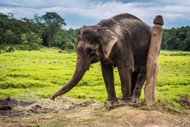 Yukta Vaidya on LinkedIn: Animal Abuse In Tourism Industries: Around ... Yukta Vaidya on LinkedIn: Animal Abuse In Tourism Industries: Around ...