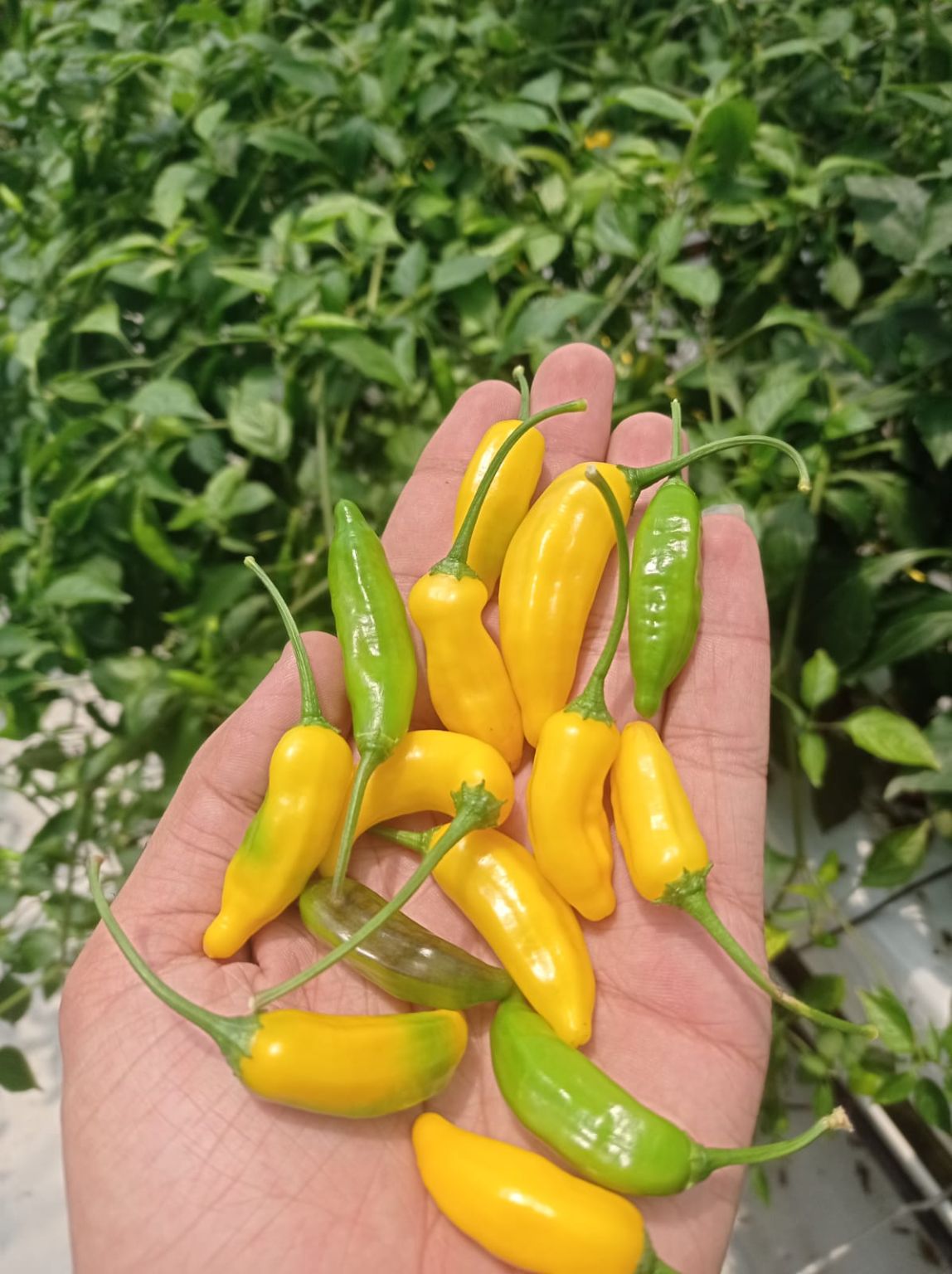 Mahmoud Elrashedy on LinkedIn: #greenhouse #agriculture #hydroponic # ... Mahmoud Elrashedy on LinkedIn: #greenhouse #agriculture #hydroponic # ...