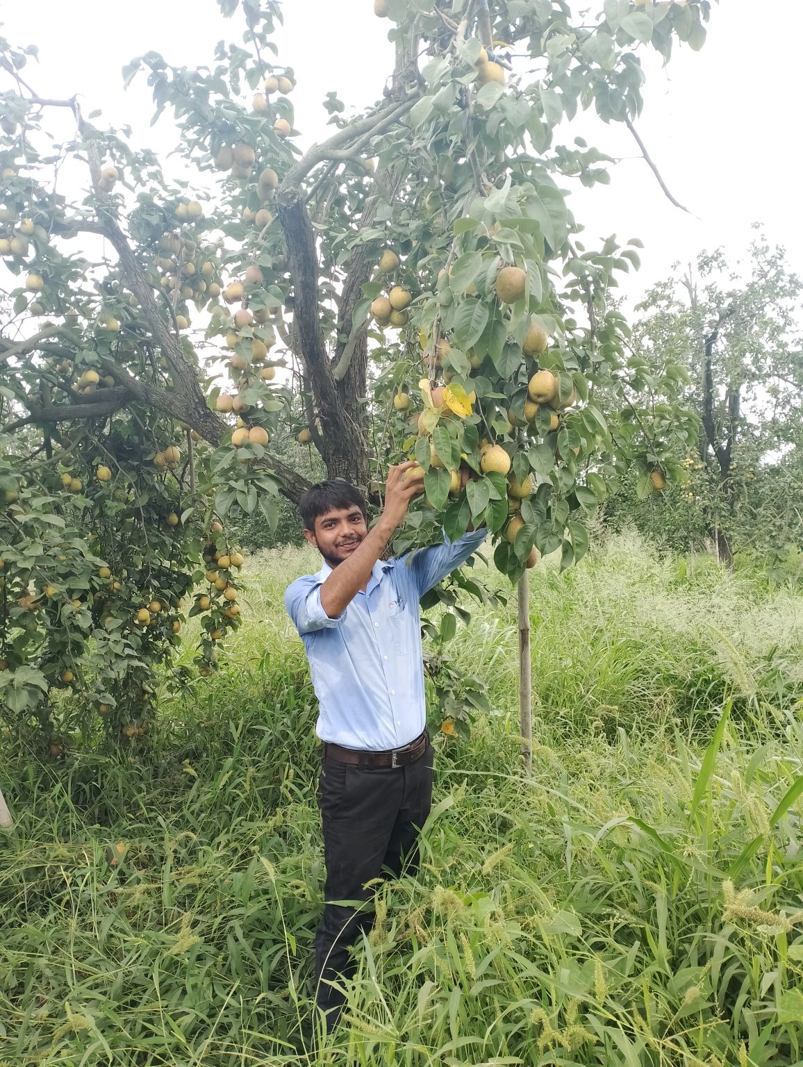 Shobhit Singh on LinkedIn: Orchard pear Shobhit Singh on LinkedIn: Orchard pear