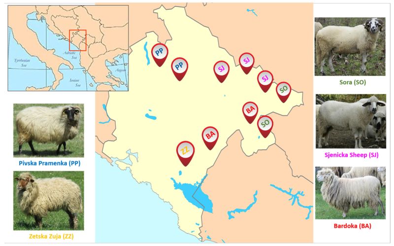 Diversity MDPI on LinkedIn: #diversitymdpi #sheep Diversity MDPI on LinkedIn: #diversitymdpi #sheep
