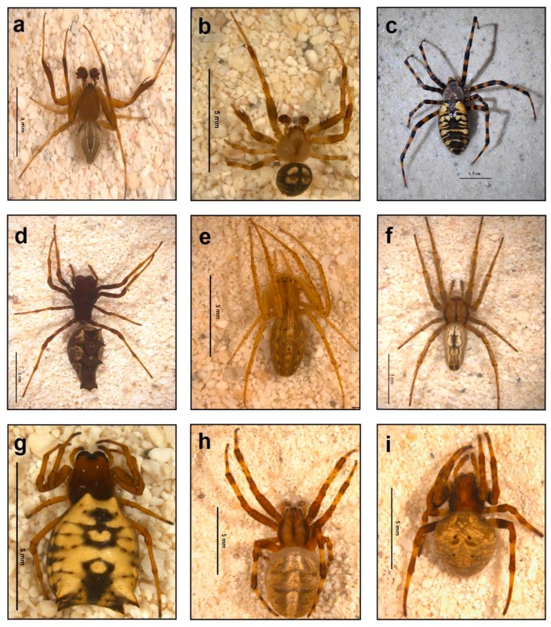 Diversity MDPI on LinkedIn: #diversitymdpi #spider Diversity MDPI on LinkedIn: #diversitymdpi #spider