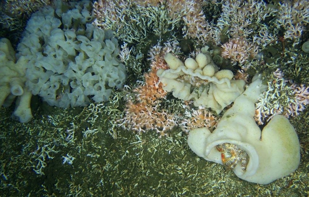 SeaChange Marine Conservation Society on LinkedIn: #marinebiology # ... SeaChange Marine Conservation Society on LinkedIn: #marinebiology # ...