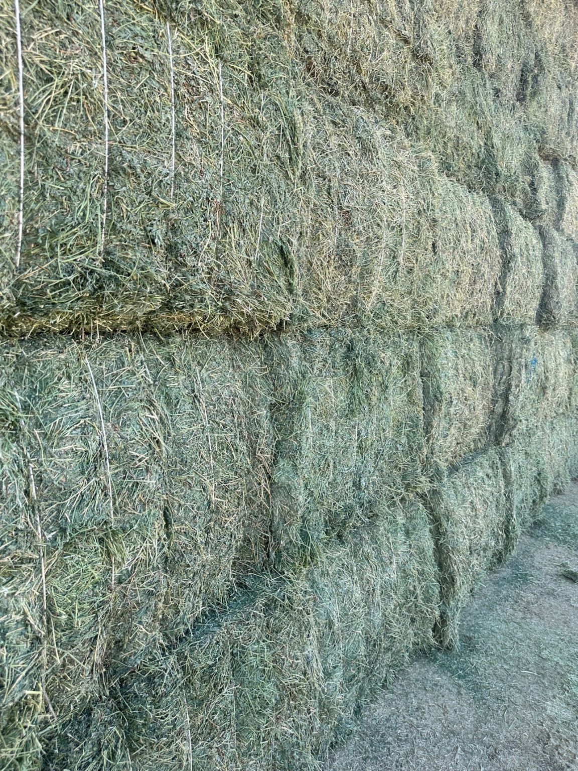 Hatem EL Sayed on LinkedIn: Premium Alfalfa is ready to be moved Hatem EL Sayed on LinkedIn: Premium Alfalfa is ready to be moved