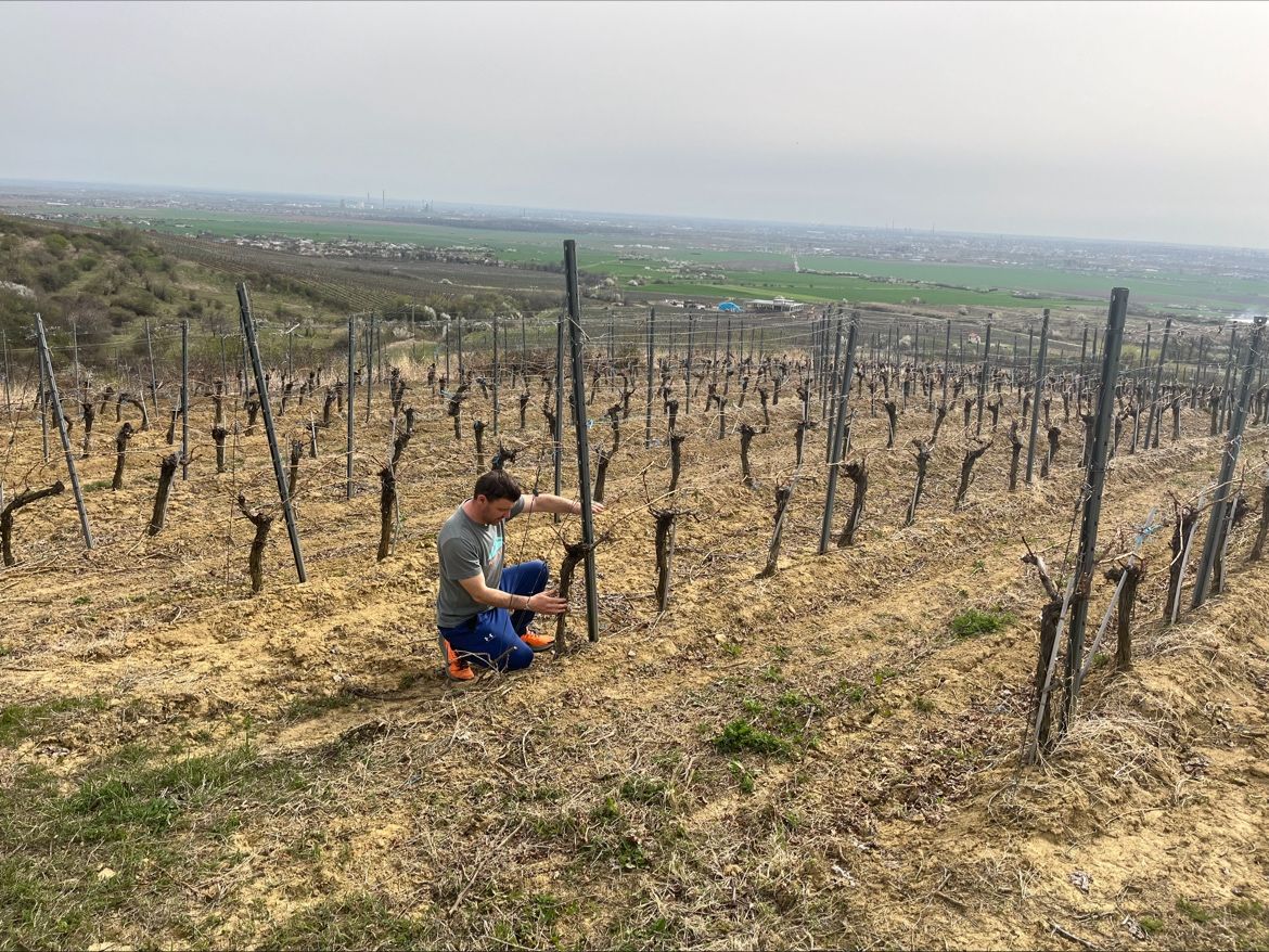 Bulat Vasile on LinkedIn: A very good parcel of Cabernet Sauvignon with ... Bulat Vasile on LinkedIn: A very good parcel of Cabernet Sauvignon with ...