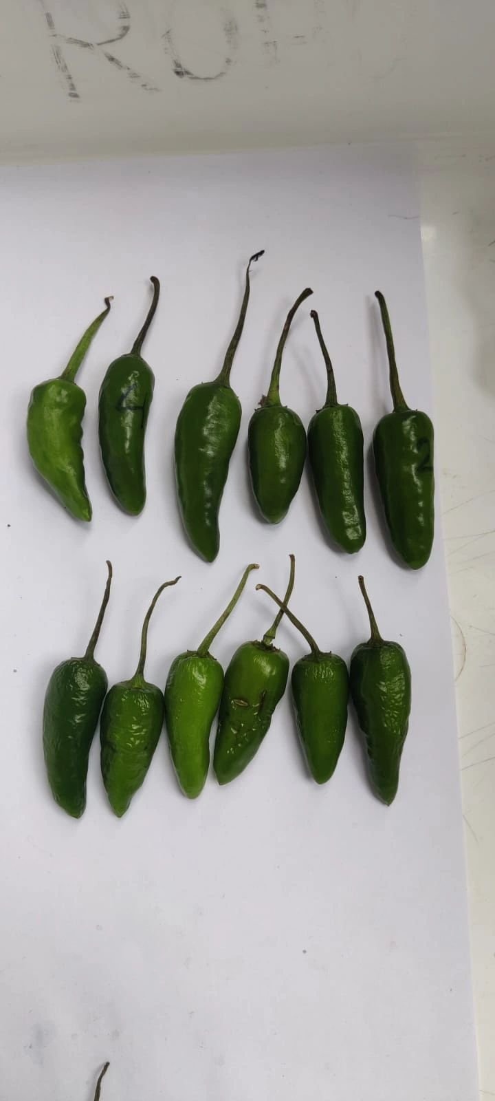 Sanskar Jangam on LinkedIn: #chillistorage #freshproduce #foodscience # ... Sanskar Jangam on LinkedIn: #chillistorage #freshproduce #foodscience # ...