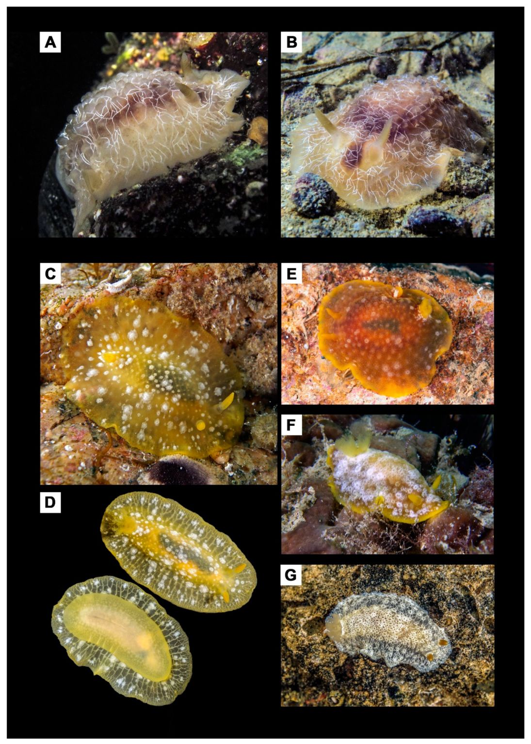Diversity MDPI on LinkedIn: #published #diversity #mdpi #seaslug # ... Diversity MDPI on LinkedIn: #published #diversity #mdpi #seaslug # ...