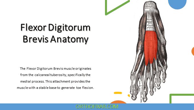 Orthofixar | Orthopedic Surgery on LinkedIn: Flexor Digitorum Brevis ... Orthofixar | Orthopedic Surgery on LinkedIn: Flexor Digitorum Brevis ...