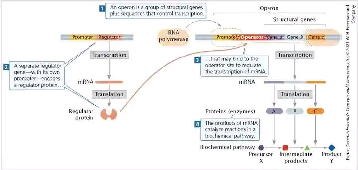 Emmanuel Owusu Frimpong on LinkedIn: the operon👇 📎the operon, a ... Emmanuel Owusu Frimpong on LinkedIn: the operon👇 📎the operon, a ...
