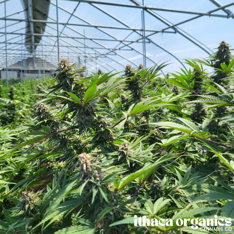 Ithaca Organics Cannabis Co. on LinkedIn: Small Batch. Finger Lakes ... Ithaca Organics Cannabis Co. on LinkedIn: Small Batch. Finger Lakes ...