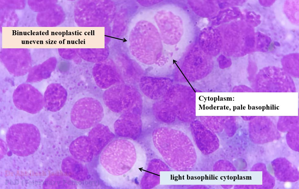 ABHILASH JADHAO on LinkedIn: Imprint cytology of seminoma (Leishman ... ABHILASH JADHAO on LinkedIn: Imprint cytology of seminoma (Leishman ...
