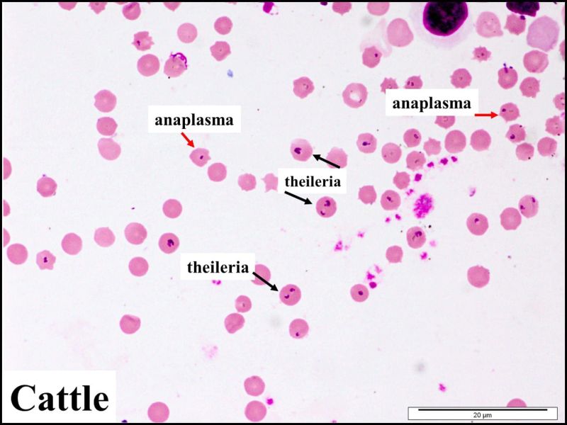 ABHILASH JADHAO on LinkedIn: Adult cattle with high fever and ... ABHILASH JADHAO on LinkedIn: Adult cattle with high fever and ...
