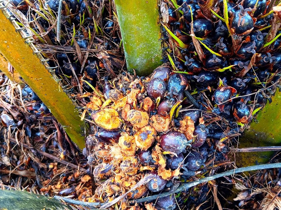 Hariono Dermawan, SP on LinkedIn: Serangan tikus pada tanaman kelapa ... Hariono Dermawan, SP on LinkedIn: Serangan tikus pada tanaman kelapa ...