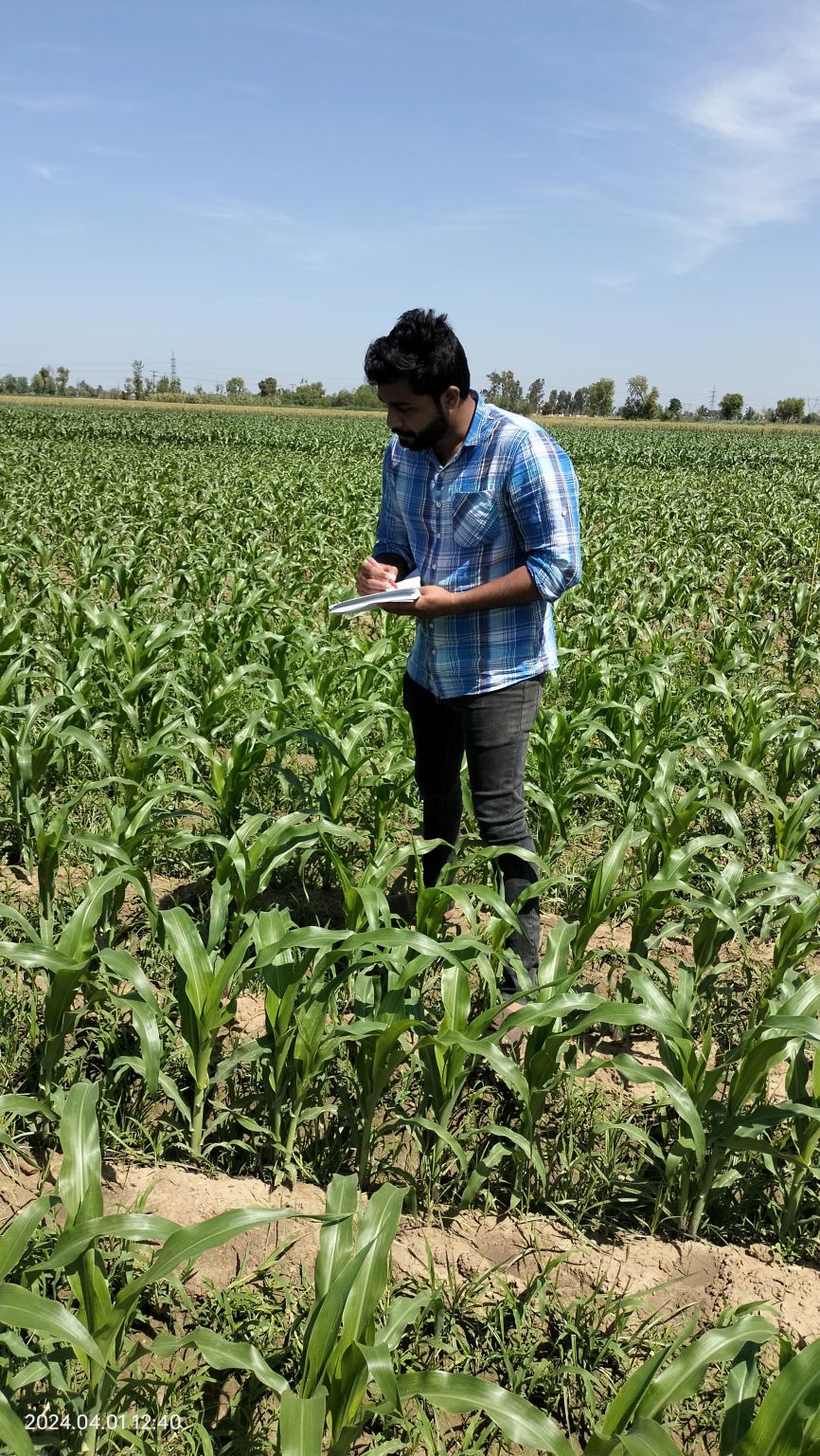 MUHAMMAD AHMAD on LinkedIn: #maize #punjab #pakistan #pakistan # ... MUHAMMAD AHMAD on LinkedIn: #maize #punjab #pakistan #pakistan # ...